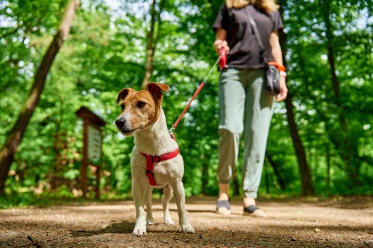 West Hollywood To Build New Dog Park